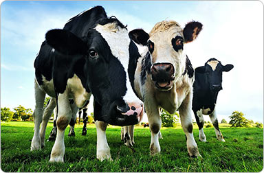 Laboratório Bravet LTDA.